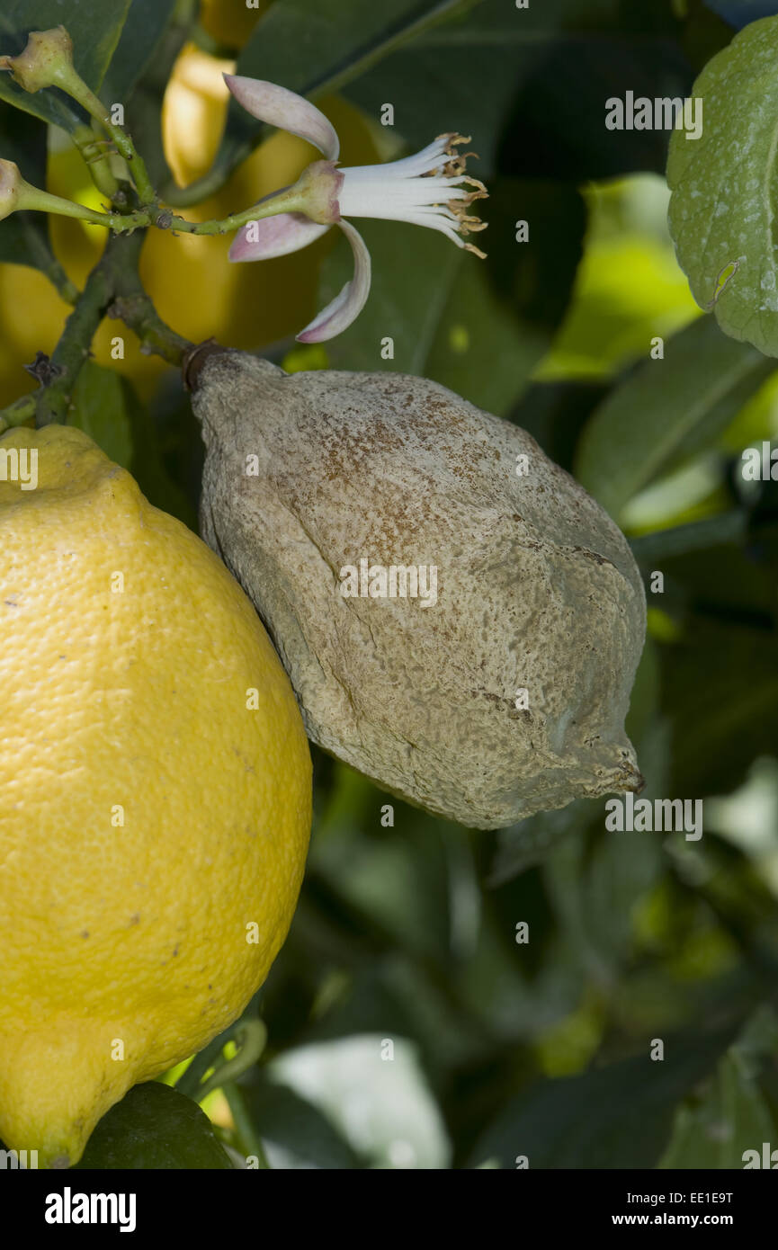 Grey mould, Botrytis cinerea, rotted lemon fruit on the tree, Campania ...