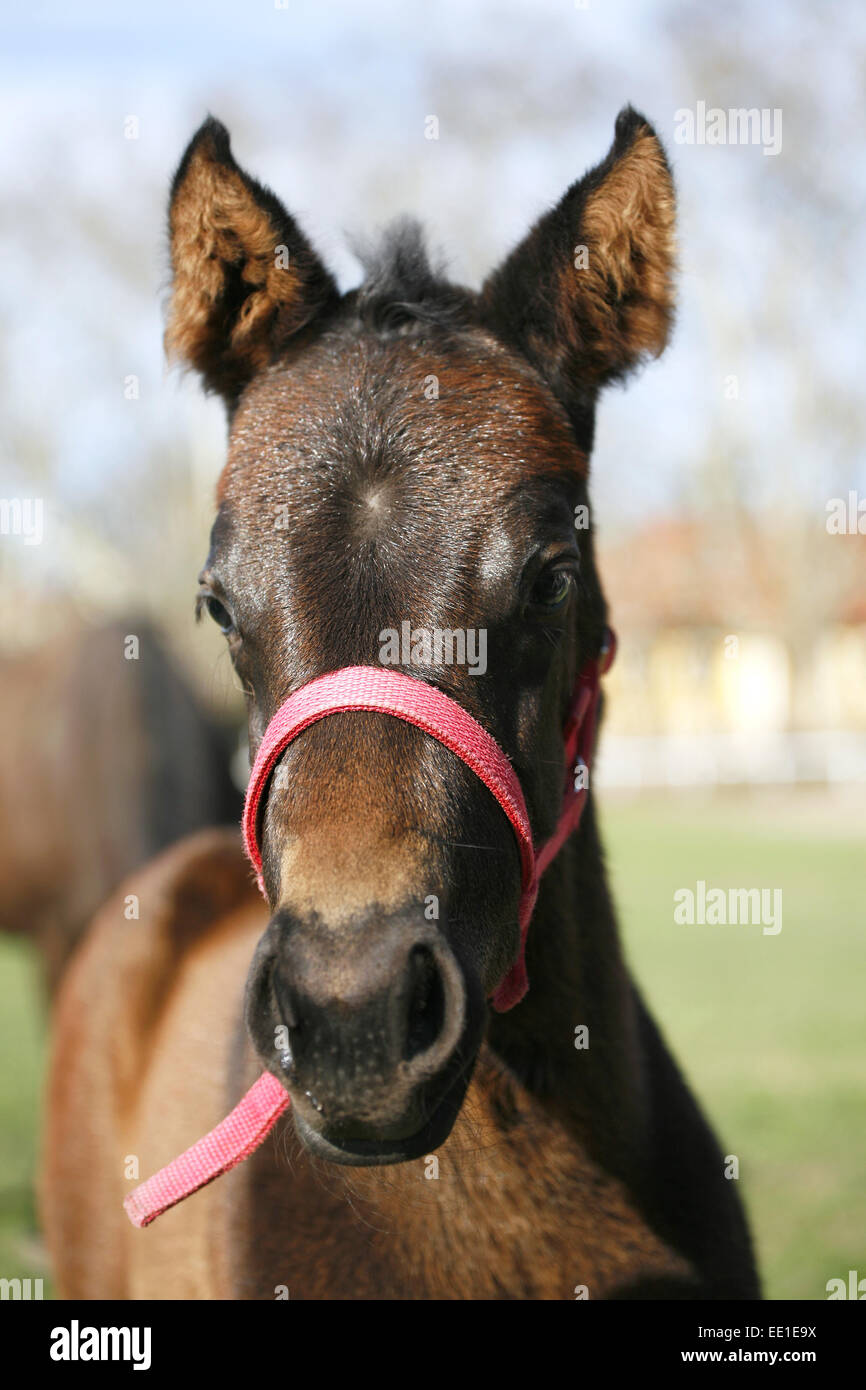 Head shot of a few weeks old thoroughbred foal. Little colt posing on ...