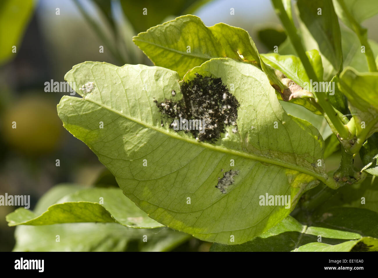 Lemon tree pests hi-res stock photography and images - Alamy