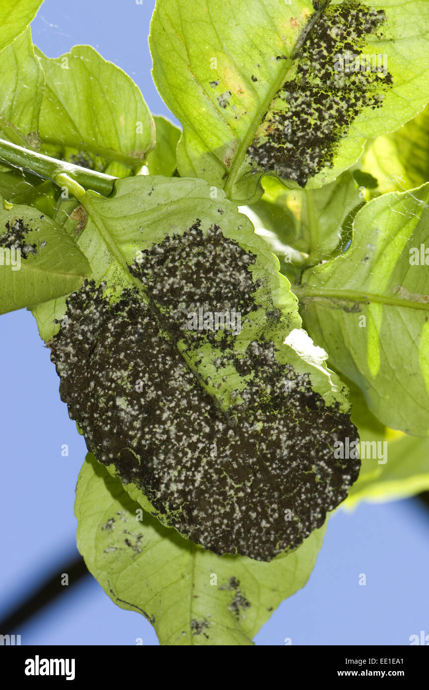 Lemon tree pests hi-res stock photography and images - Alamy
