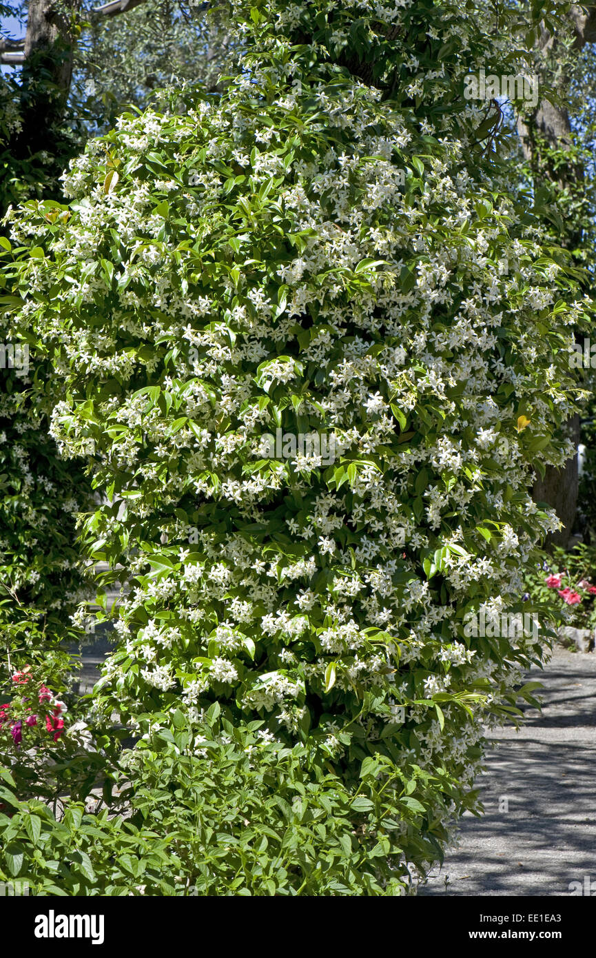 Flowering jasmine, Jasminum officinale, in a Mediterranean garden on ...