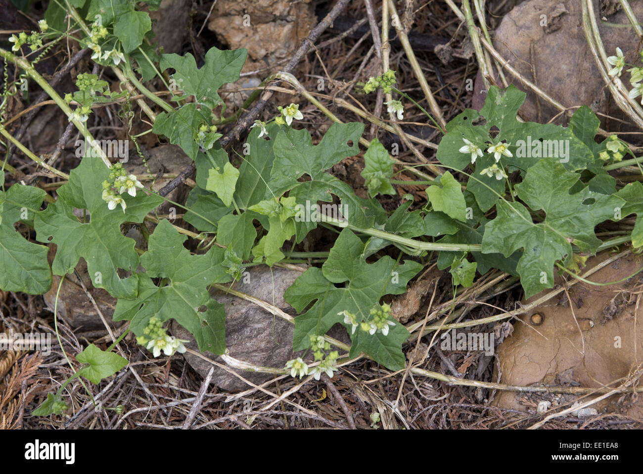 White Bryony, Bryonia dioica, vigorous climbing wild plant in flower on ...