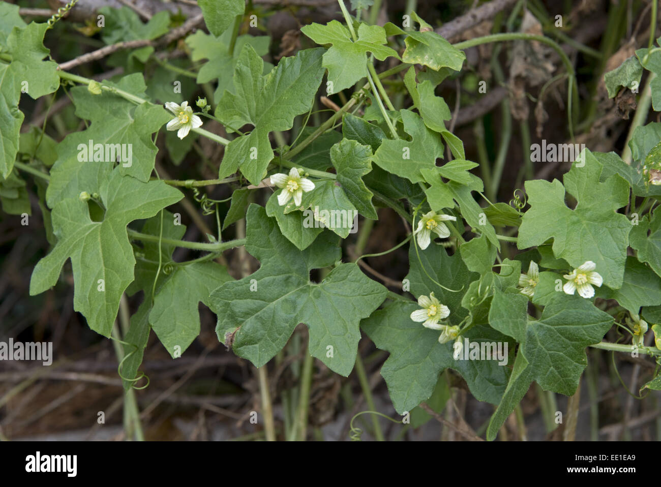 White bryonia dioica in flower hi-res stock photography and images - Alamy