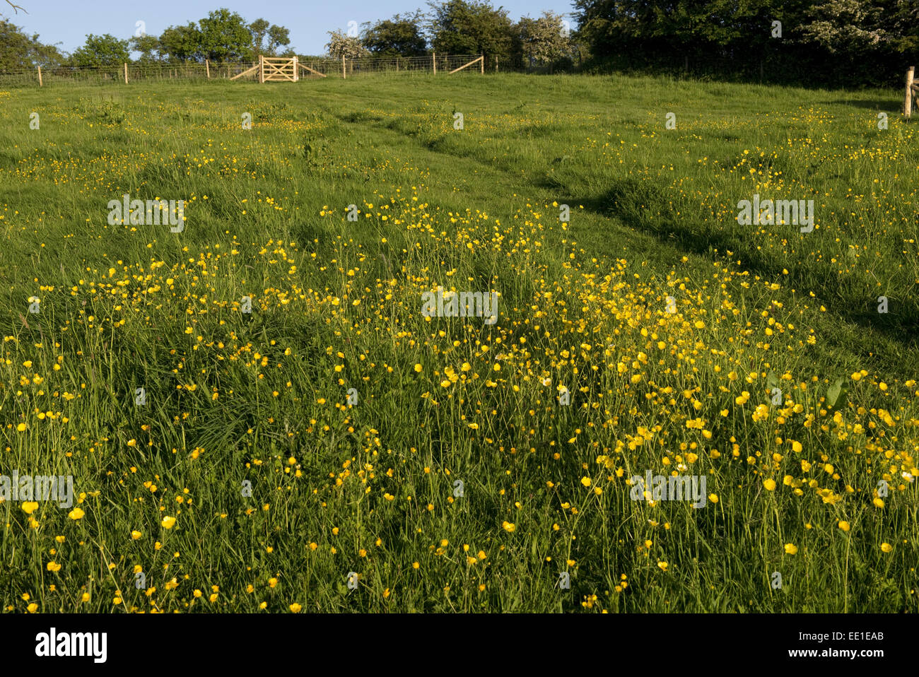 Grass ley hi-res stock photography and images - Alamy