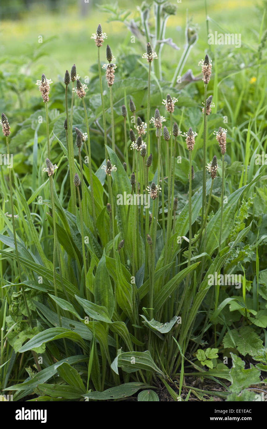 Ribwort Plantain, Plantago lanceolata, flowering Stock Photo - Alamy