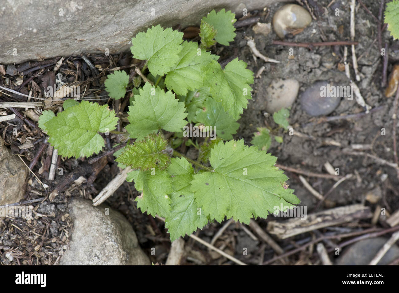 Bramble blackberry seedlings rubus fruticosa hi-res stock photography ...
