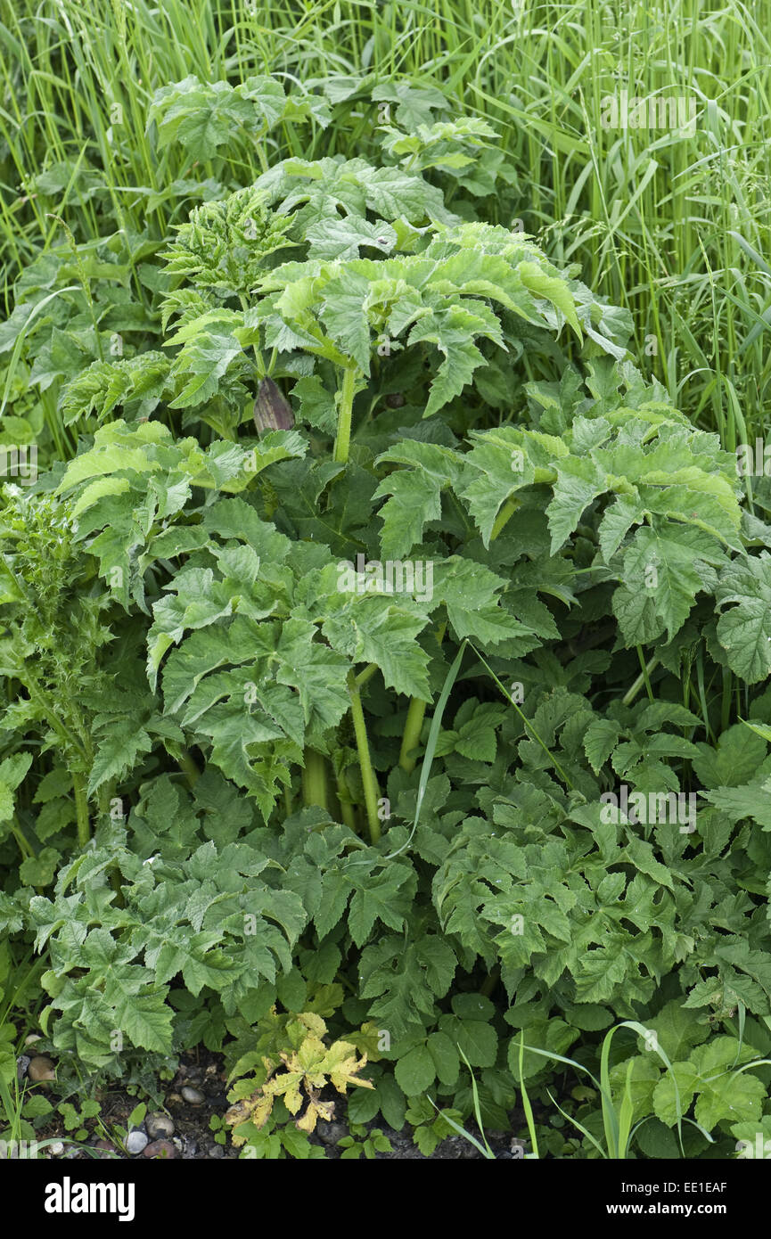 Hogweed, Heracleum sphondylium, bold garden weed growing on waste ...