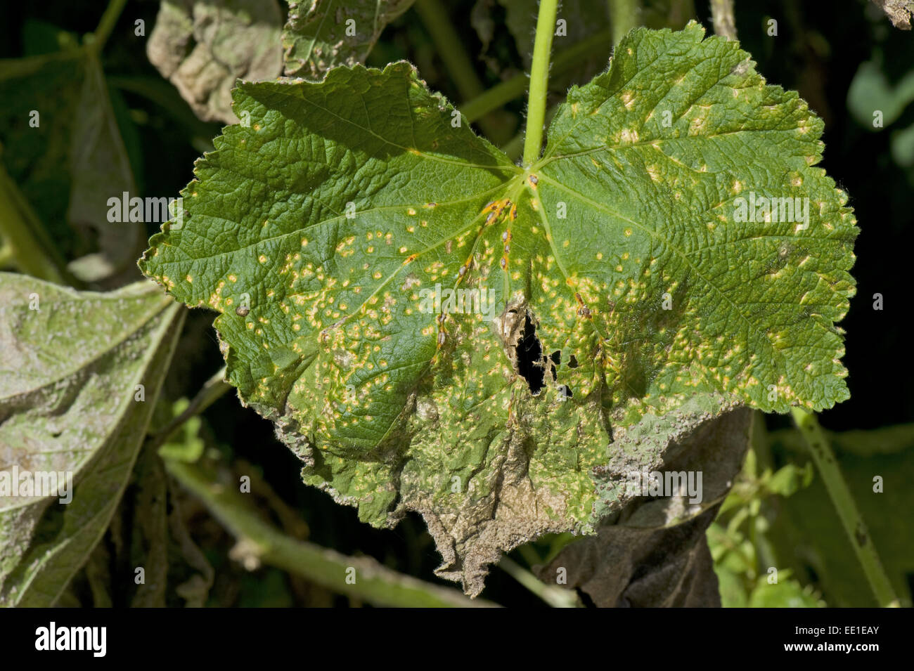 Hollyhock rust hi-res stock photography and images - Alamy