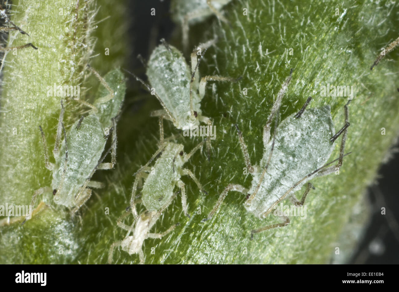 Lupin aphids, Macrosiphum albifrons, infestation on the peduncle of a ...