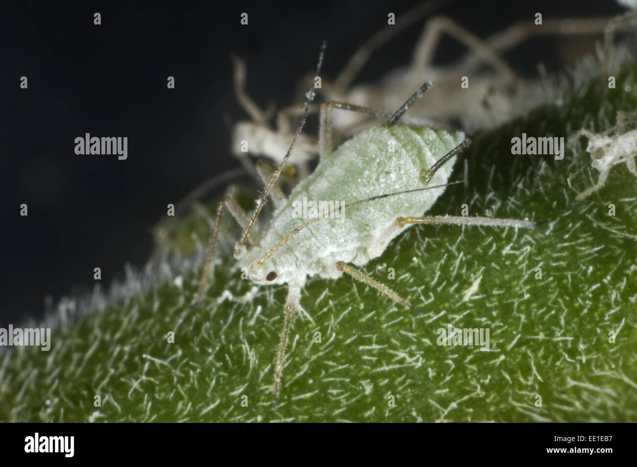 Lupin aphids macrosiphum albifrons brachyopterous hi-res stock ...
