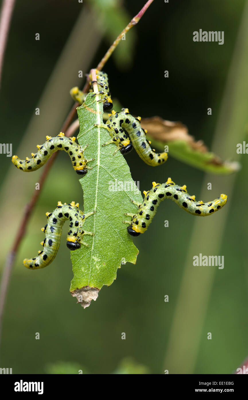 Dusky birch sawfly, Craesus latitarsus, larvae on the leaves on a young ...