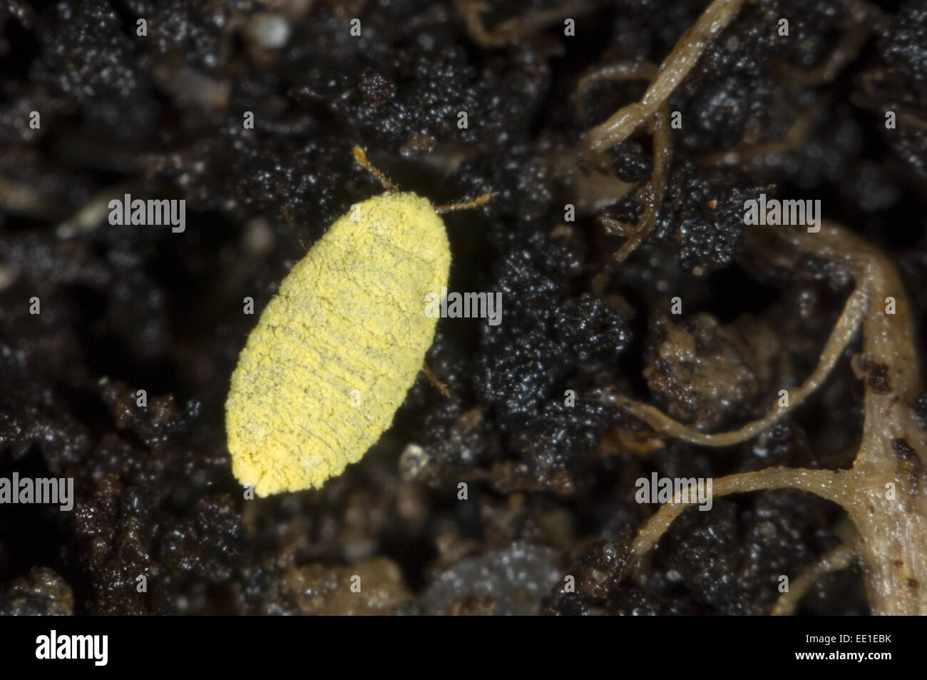 Golden root mealybug, Chryseococcus arecae, on the roots of Corokia ...