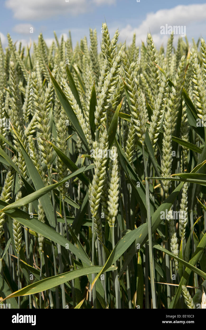Wheat crop in ear near West Woodhay, Berkshire, England, June Stock ...