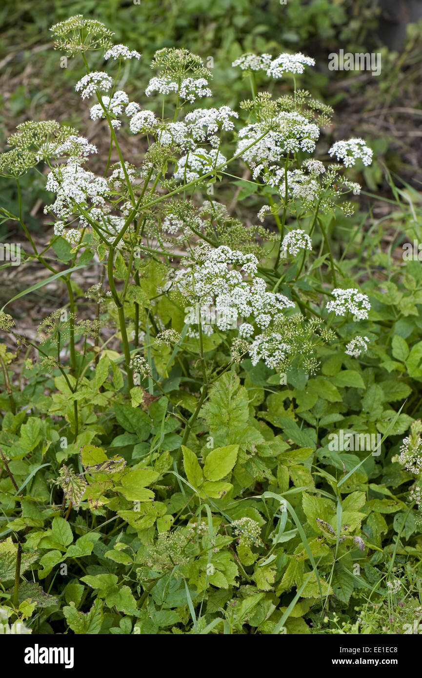 Ground elder, Aegopodium podagraria, flowering invasive garden weeds ...
