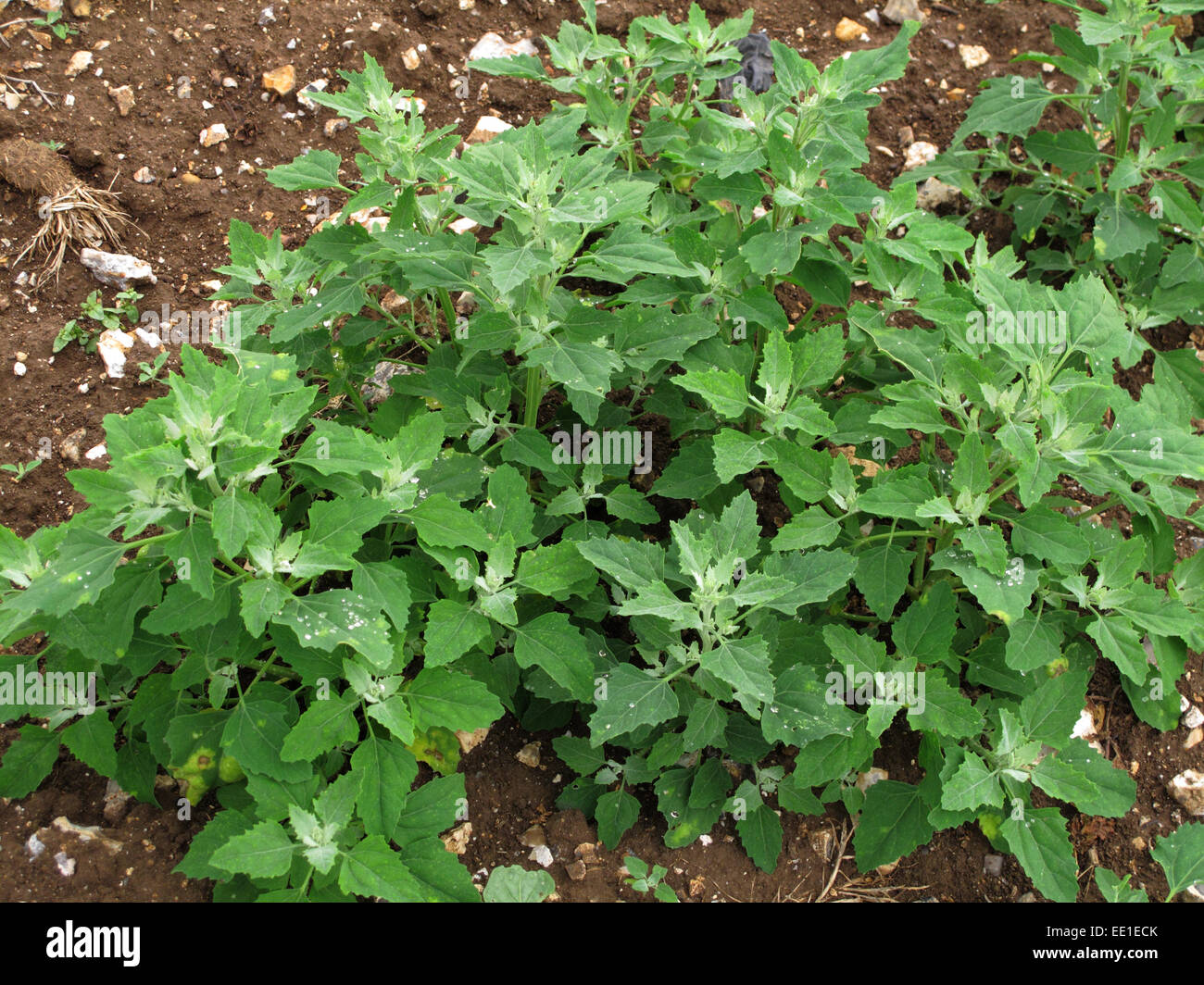 Fat hen, lamb's quarters or goosefoot, Chenopodium album, plant. An ...
