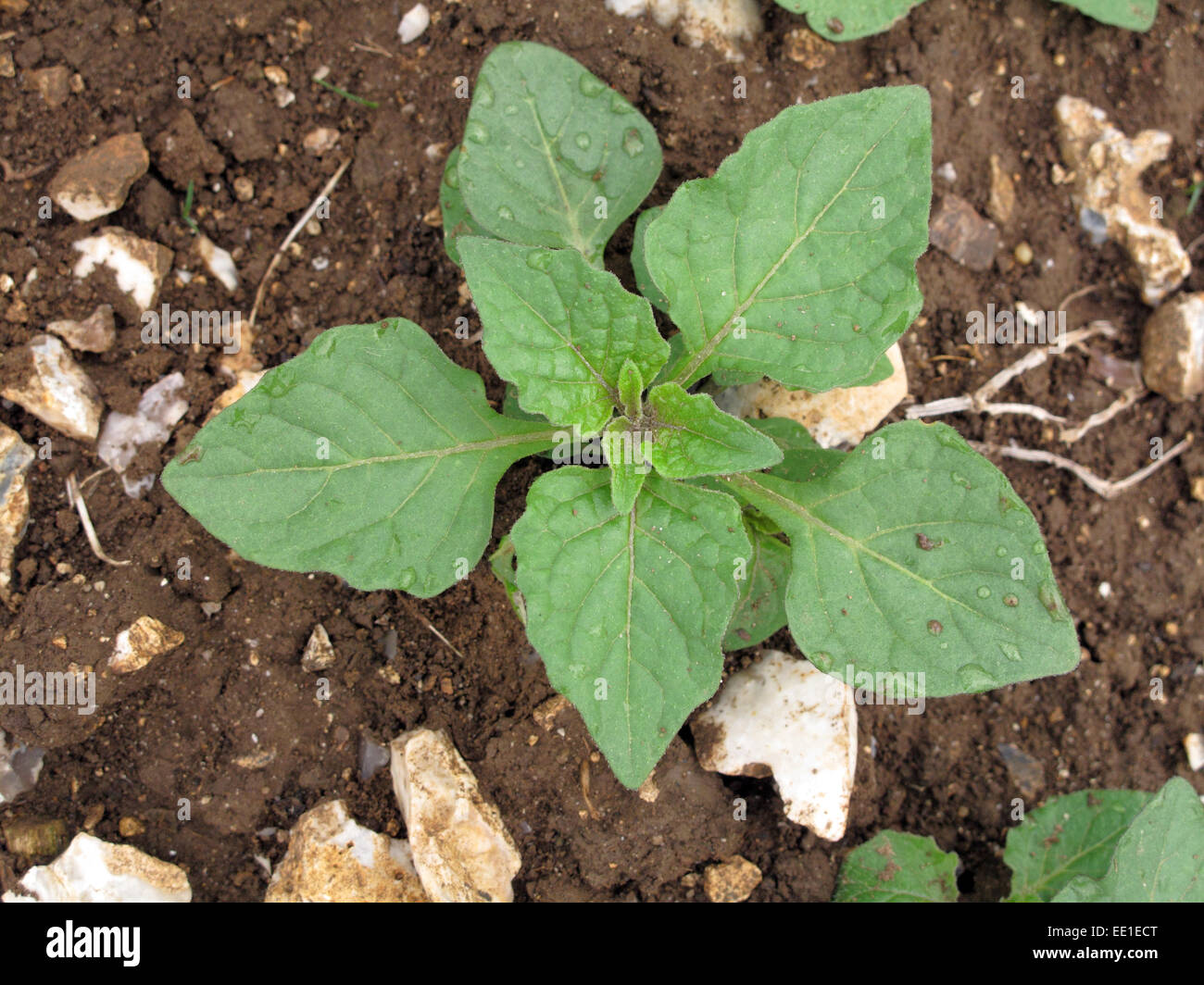 Black nightshade plant, Solanum nigrum, a annual weed of arable crops ...