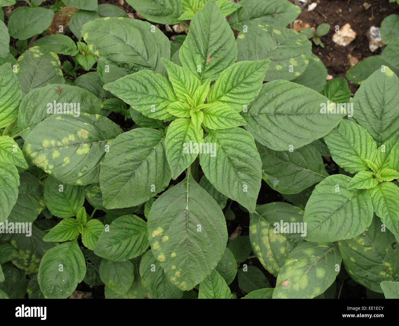 Albugo hi-res stock photography and images - Alamy