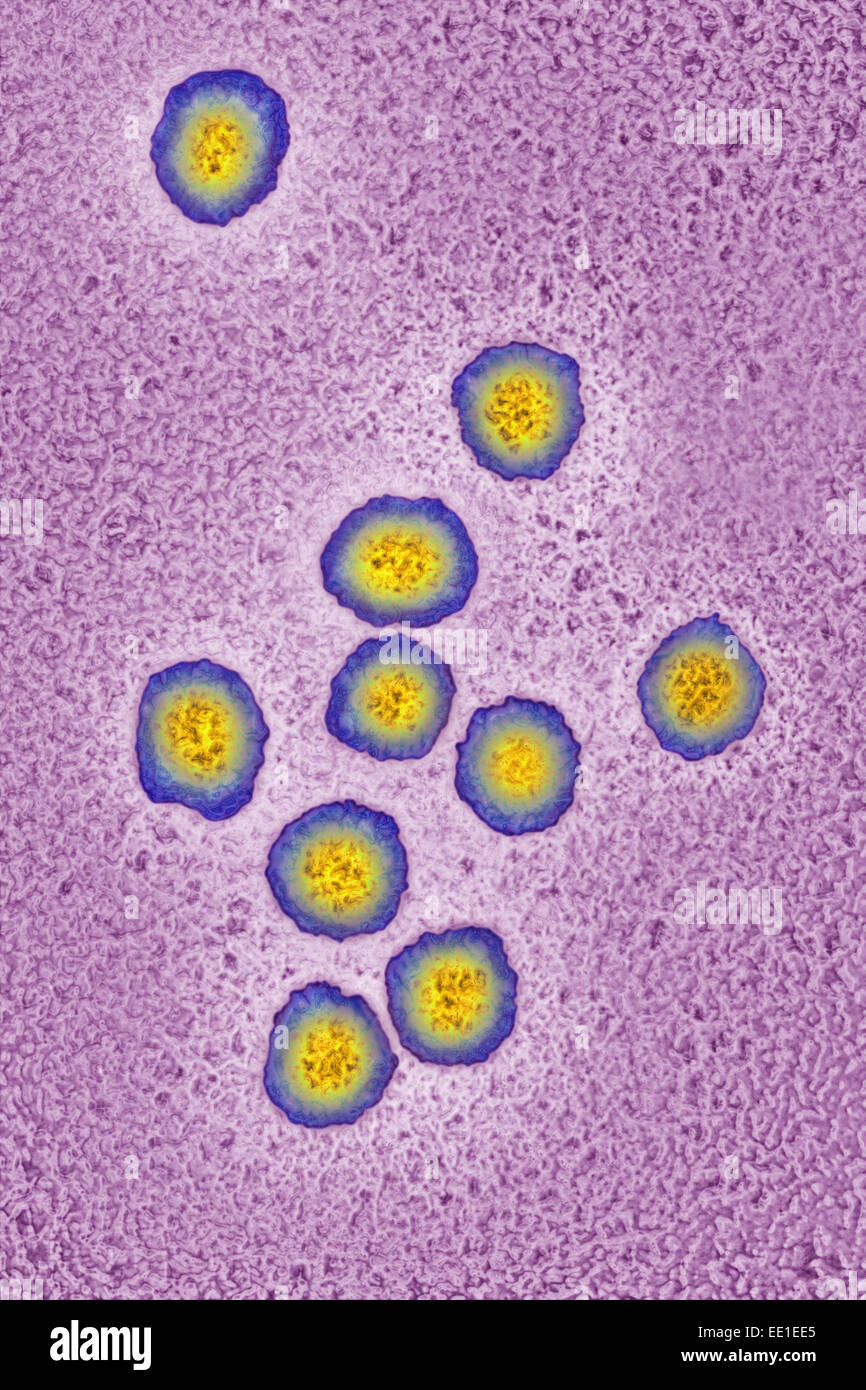 Hepatitis c virus microscope hi-res stock photography and images - Alamy
