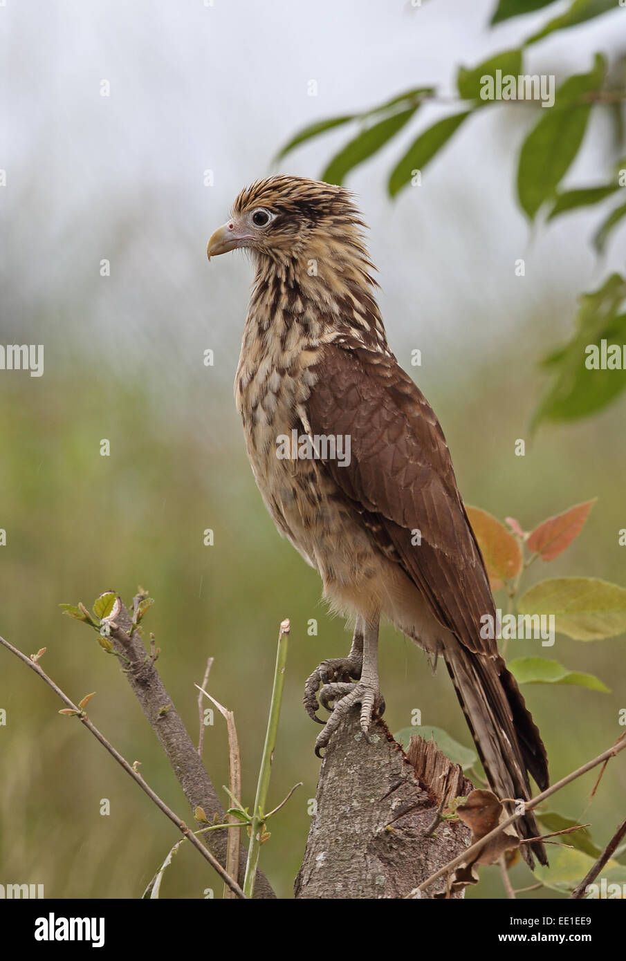 Yellow-headed Caracara (Milvago chimachima cordata) immature, perched ...