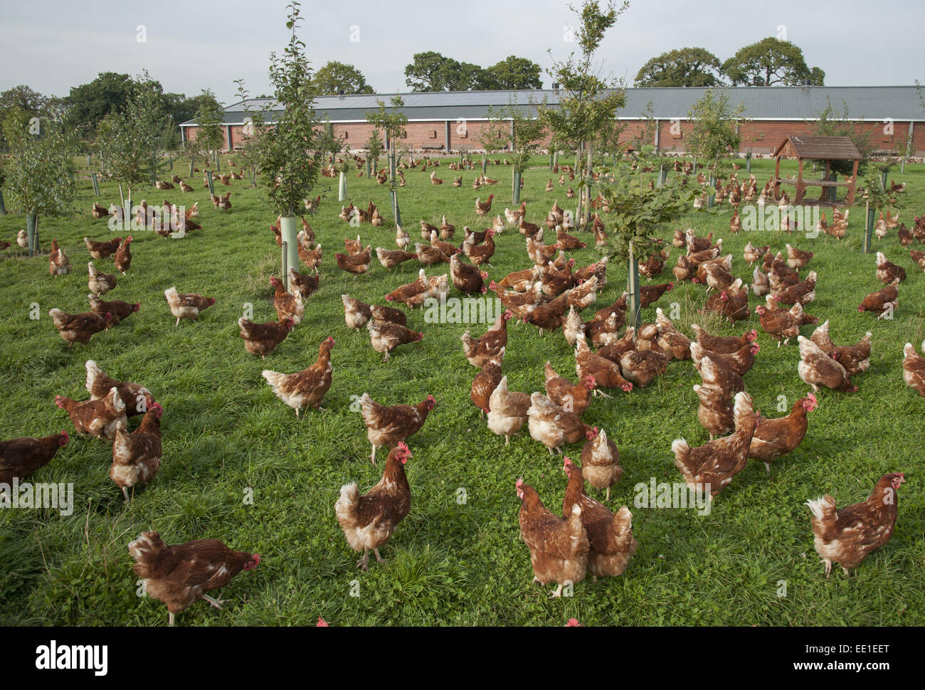 Domestic Chicken, Lohmann Classic, freerange hens, flock encouraged to ...