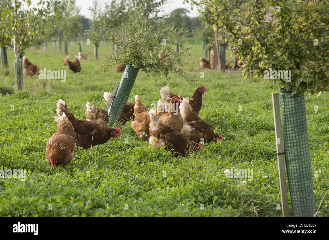 Lohmann brown hi-res stock photography and images - Alamy