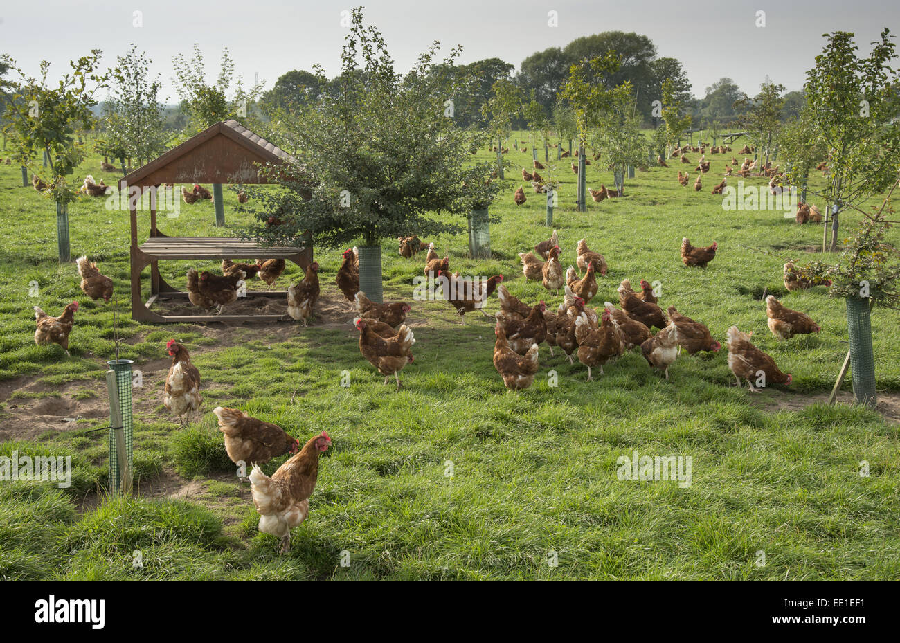 Lohmann classic hi-res stock photography and images - Alamy