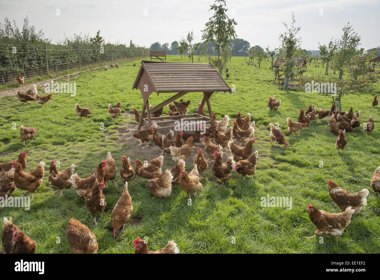 Domestic Chicken, Lohmann Classic, freerange hens, flock encouraged to ...