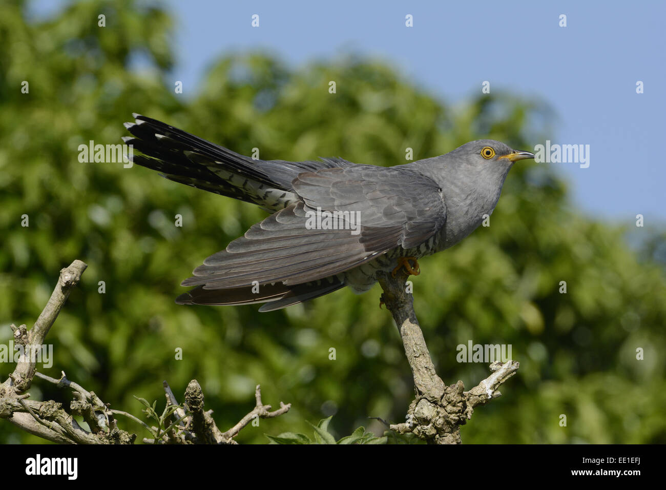 Common Cuckoo (Cuculus canorus) adult male, displaying, perched on dead ...