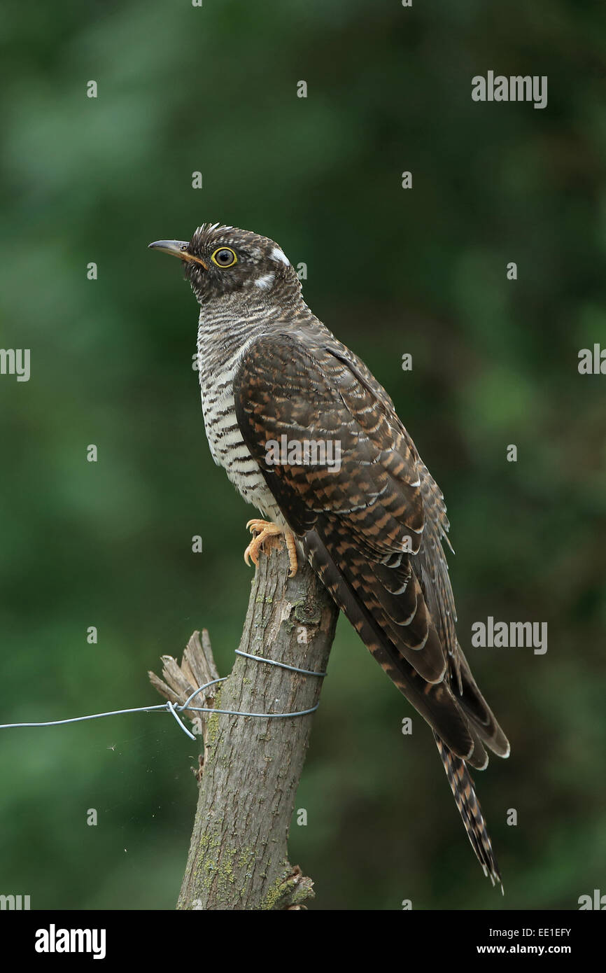 Common Cuckoo (Cuculus canorus) juvenile, perched on post, Romania ...
