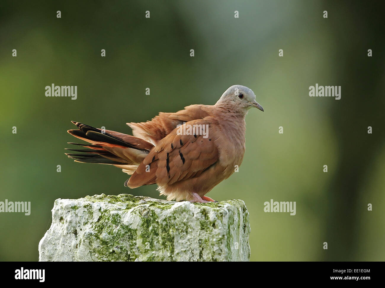 Ruddy Ground-dove (Columbina talpacoti rufipennis) adult male, with ...