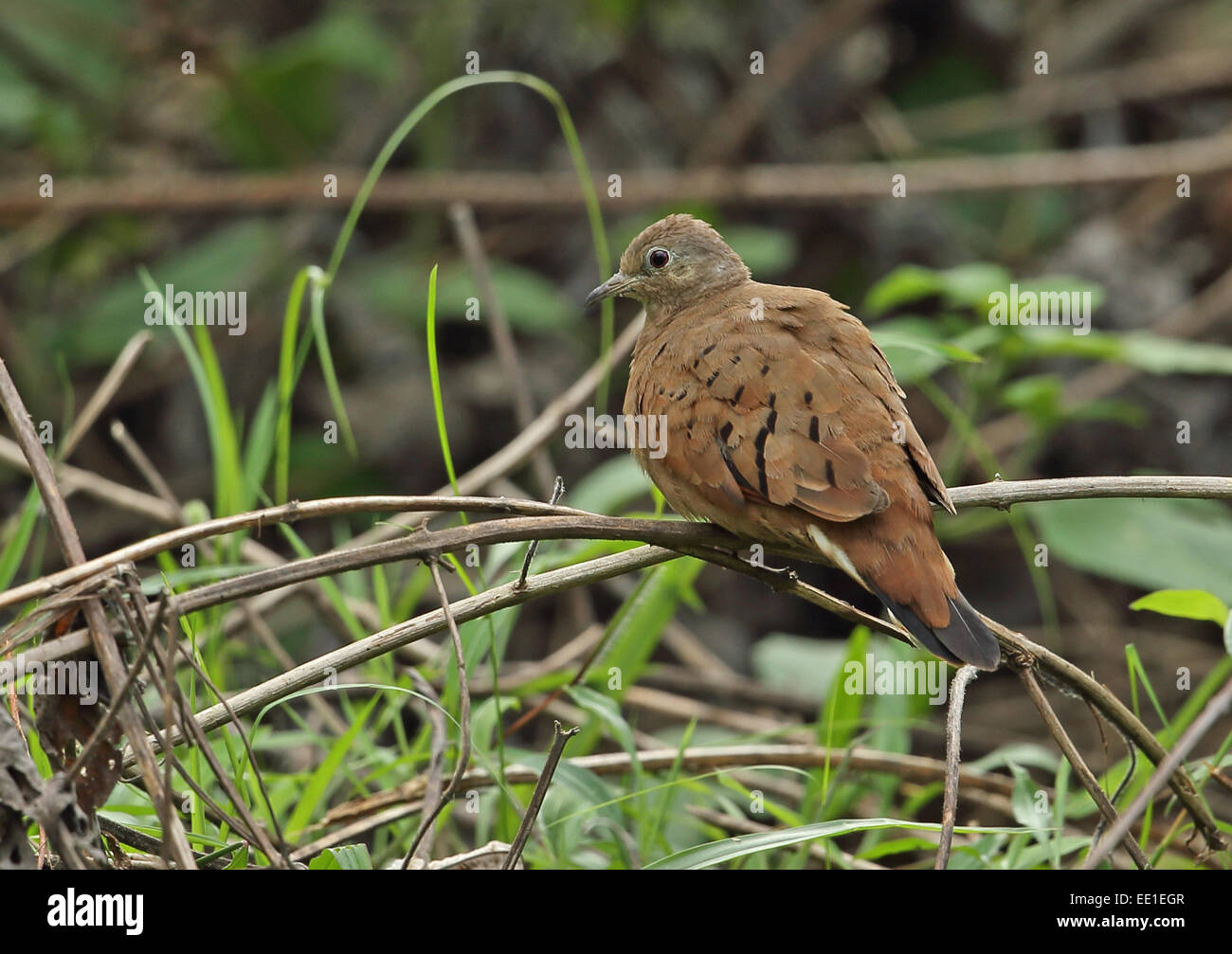 Ruddy ground dove columbina talpacoti rufipennis hi-res stock ...