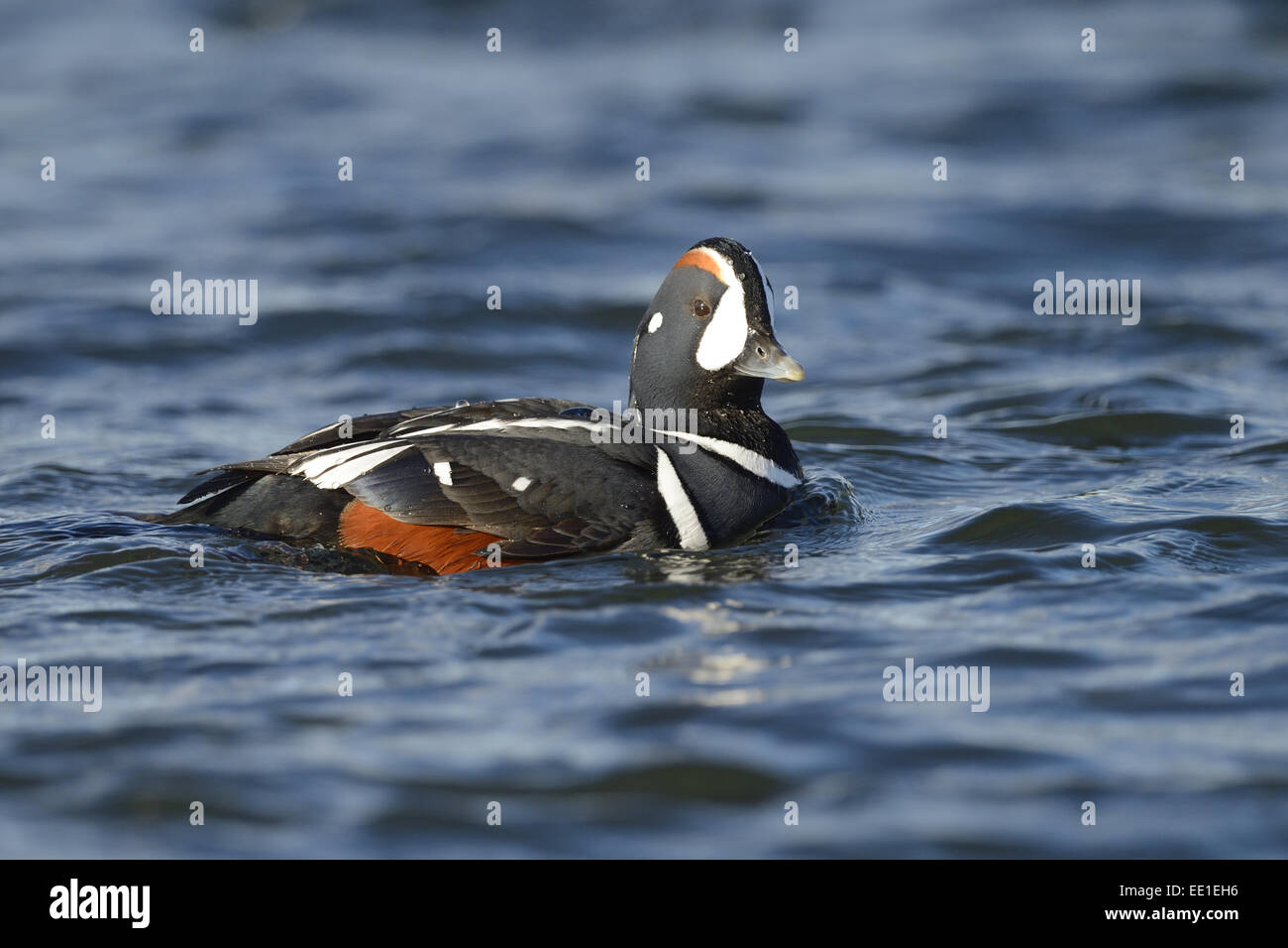 Harlequin Duck (Histrionicus histrionicus) adult male, breeding plumage ...