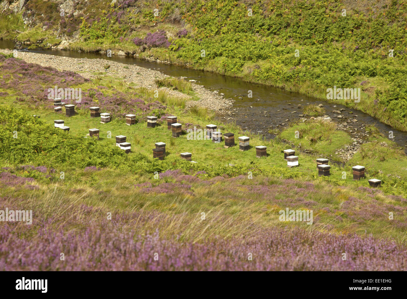 Bee keeping, Western Honey Bee (Apis mellifera) hives on banks of burn ...