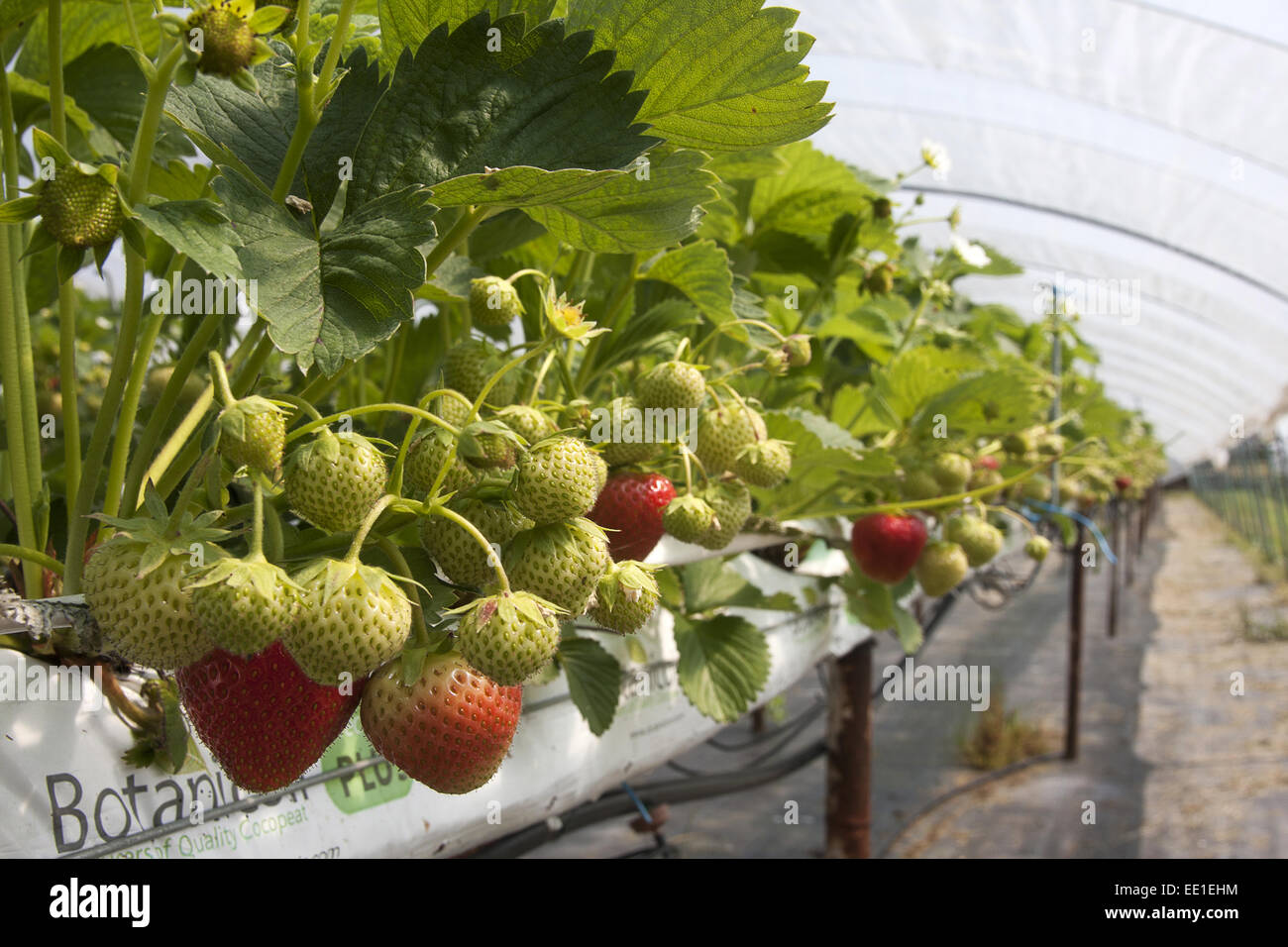 Strawberries fragaria sp hi-res stock photography and images - Alamy