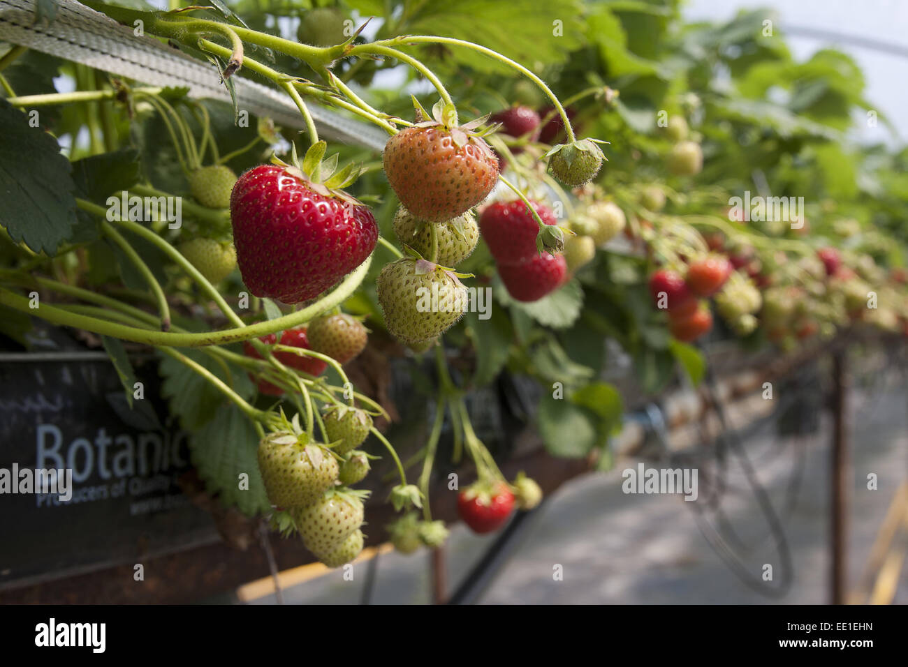 Strawberries fragaria sp hi-res stock photography and images - Alamy