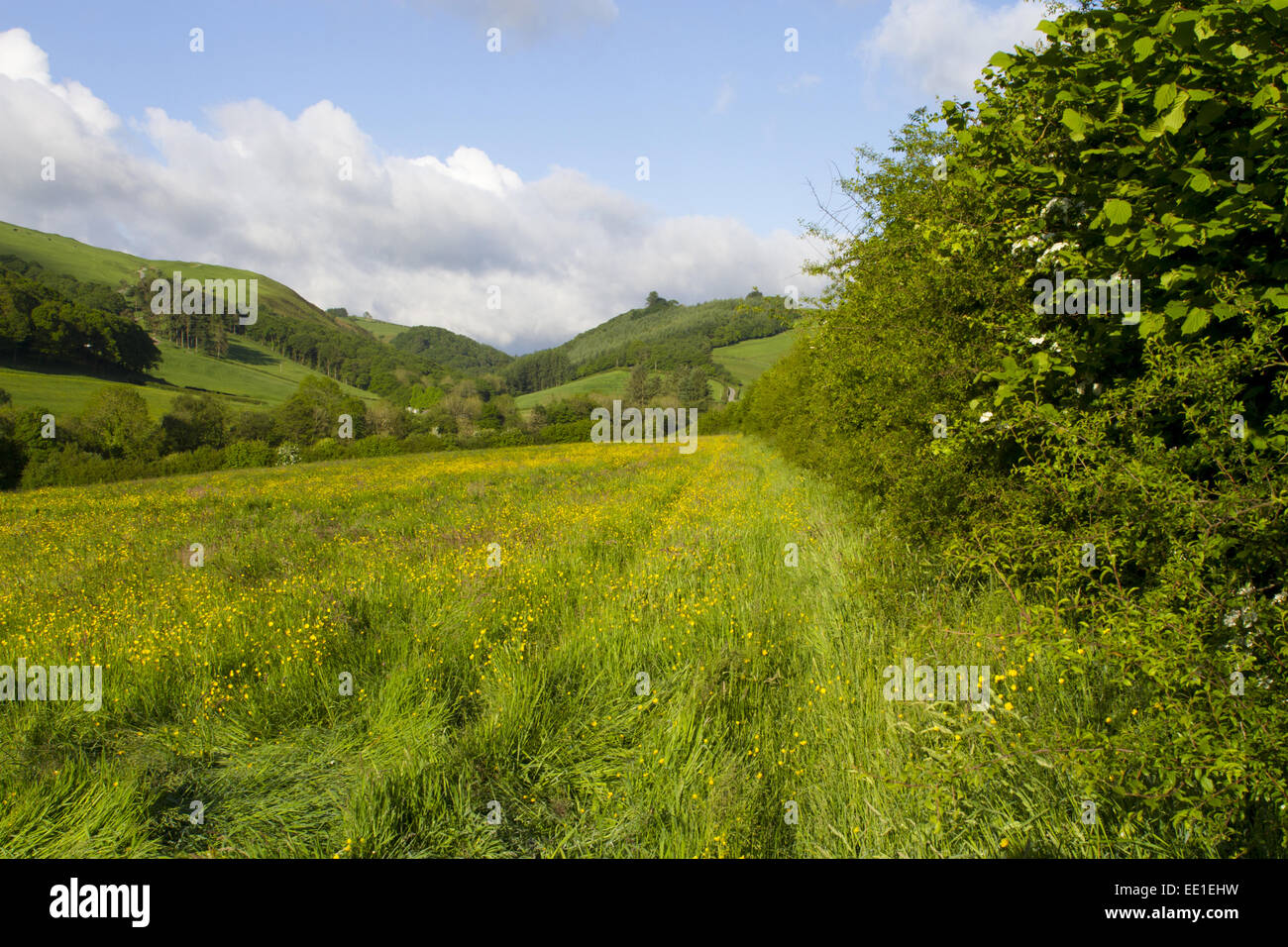 Hedgerow and hay meadow on organic farm, Powys, Wales, June Stock Photo ...