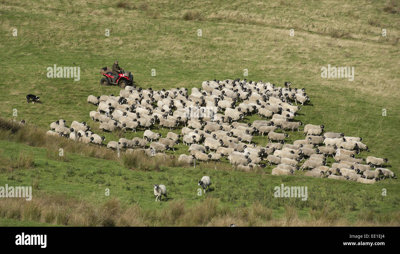 Shepherd on quad bike sheep hi-res stock photography and images - Alamy