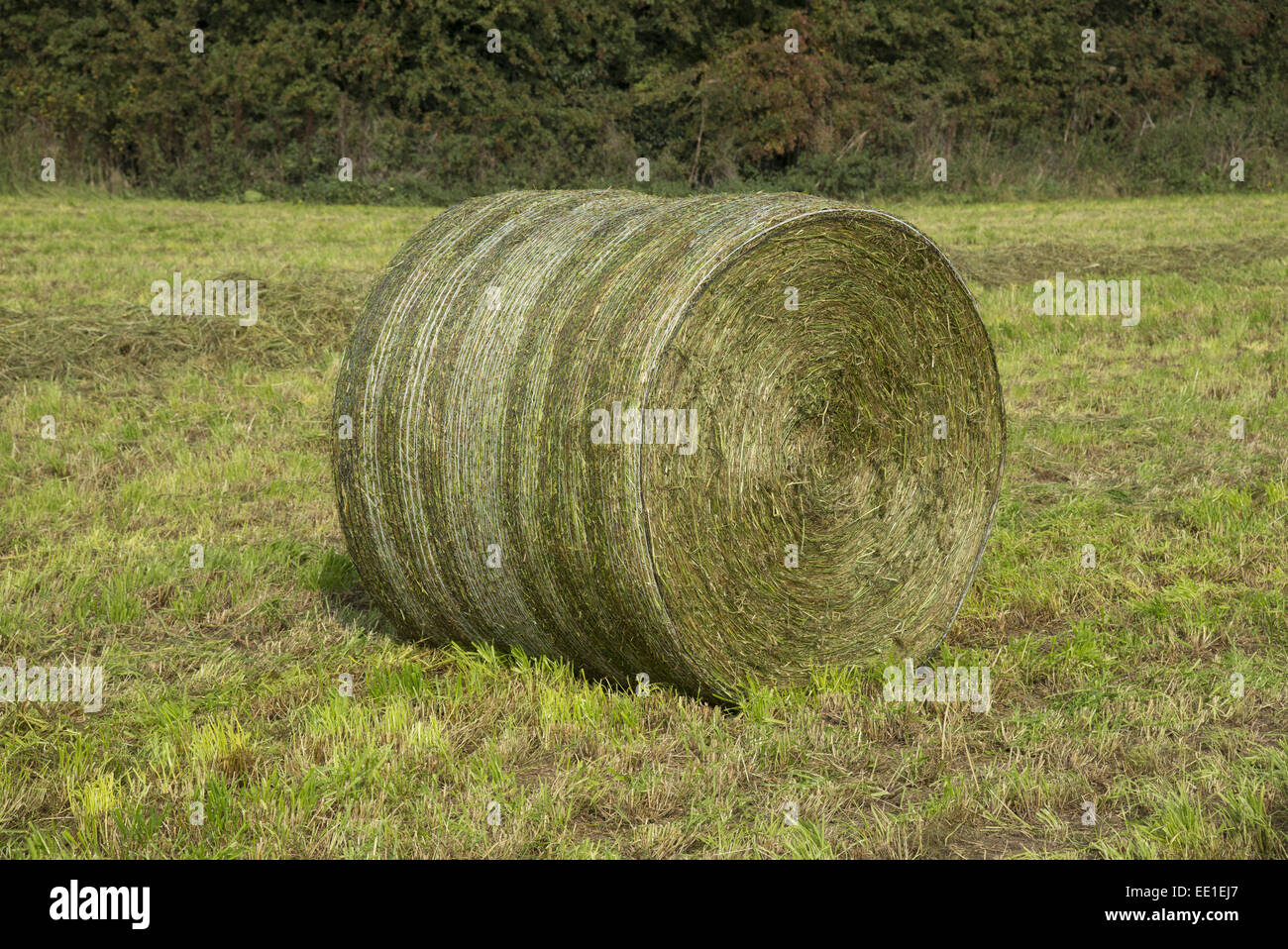 Round baled silage hi-res stock photography and images - Alamy