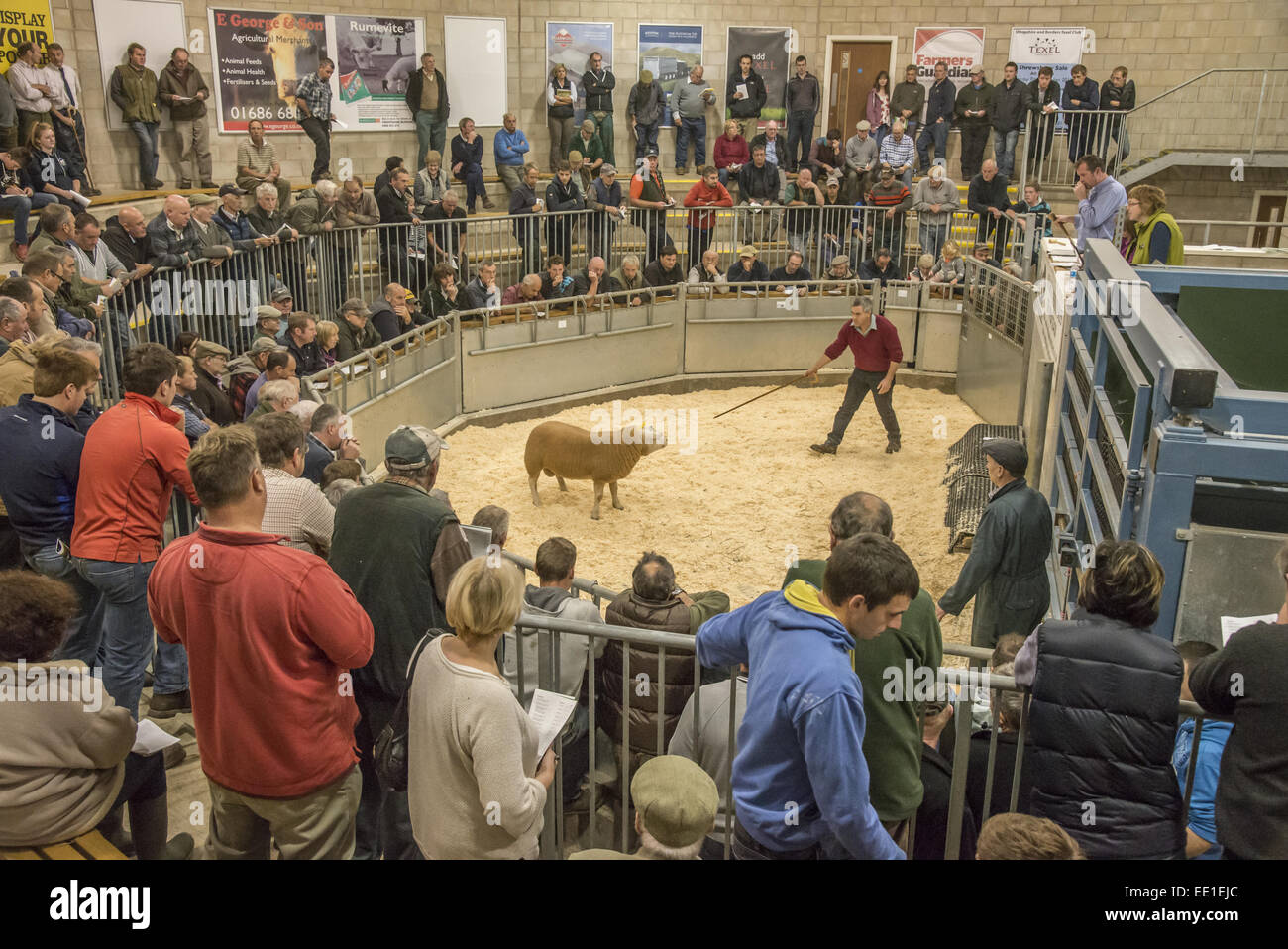Livestock market, selling Texel ram in auction ring, Welshpool Auction ...