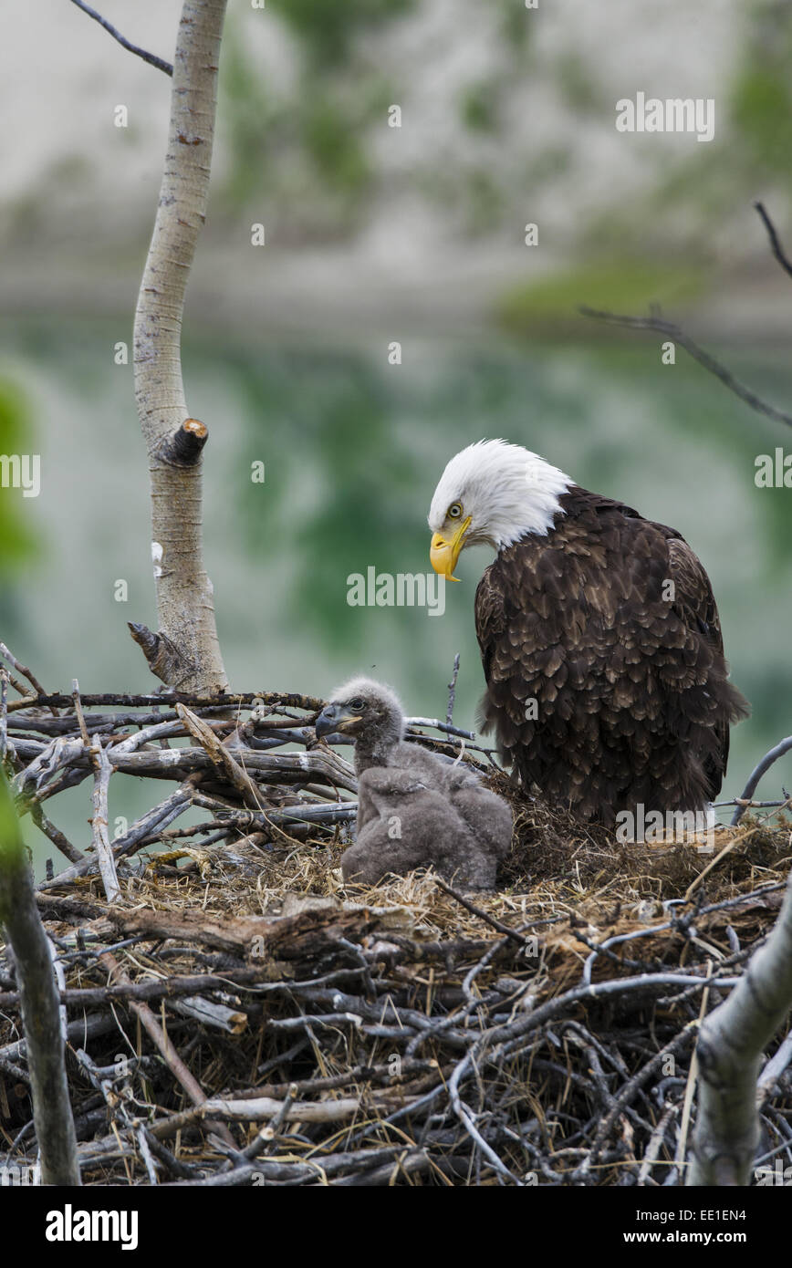 American Bald Eagle Baby High Resolution Stock Photography and Images ...