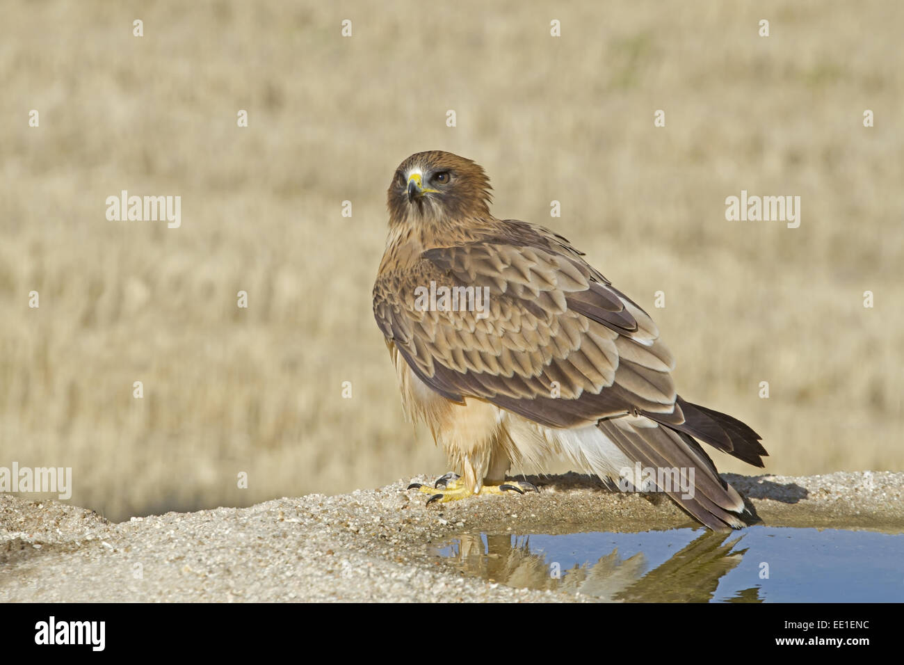 Booted Eagle (Hieraaetus pennatus) pale morph, standing beside drinking ...