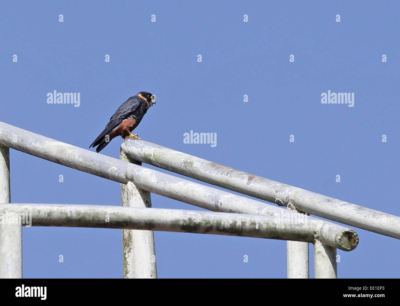 Bat Falcon (Falco rufigularis petoensis) adult, perched on railing ...