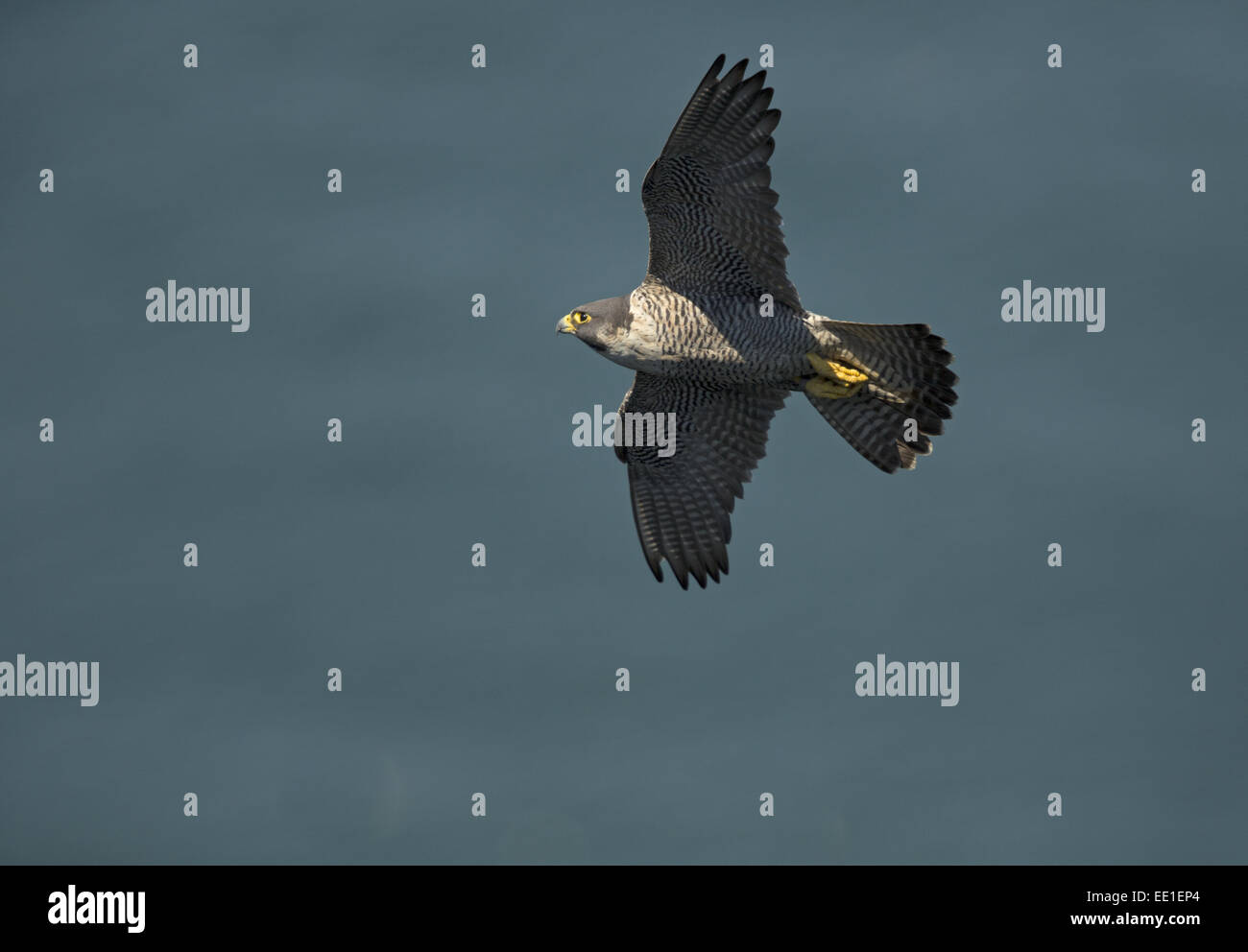 Peregrine Falcon (Falco peregrinus) adult, in flight, Bempton Cliffs ...