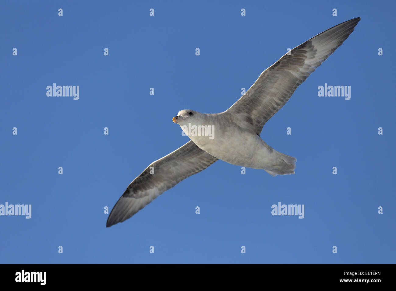 Northern Fulmar (Fulmarus glacialis) 'Blue Fulmar' dark form, adult, in ...