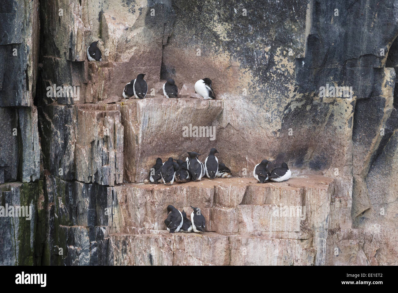 Guillemot eggs nest hi-res stock photography and images - Alamy