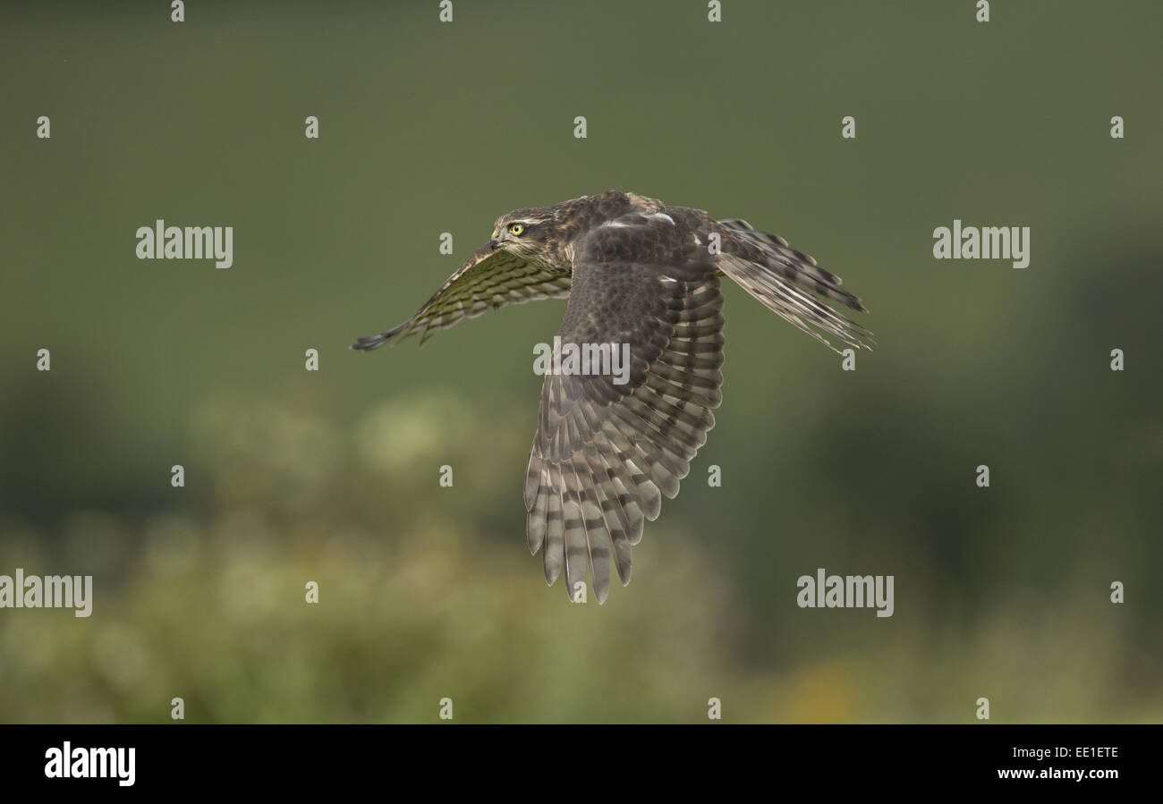 Sparrowhawk uk flight hi-res stock photography and images - Alamy