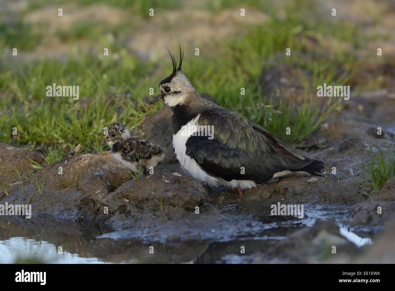 Baby common lapwings hi-res stock photography and images - Alamy