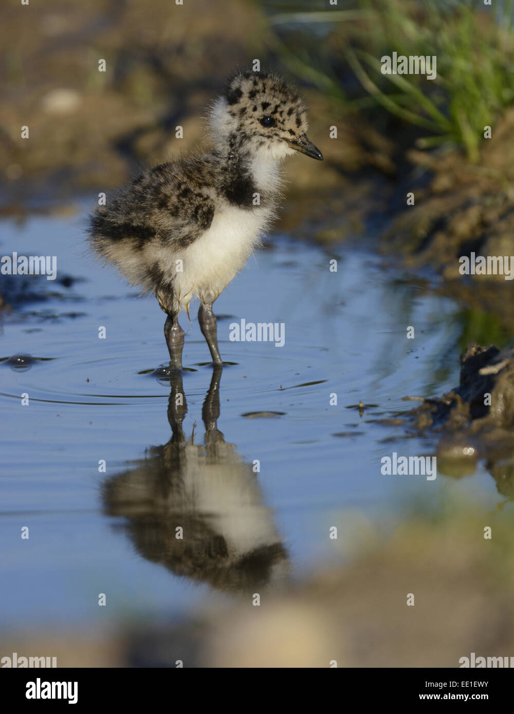 Eurasian lapwing chick High Resolution Stock Photography and Images - Alamy