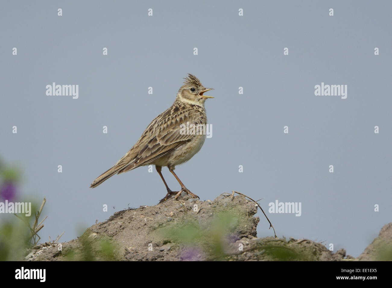 Eurasian Skylark (Alauda arvensis) adult male, singing, standing on ...