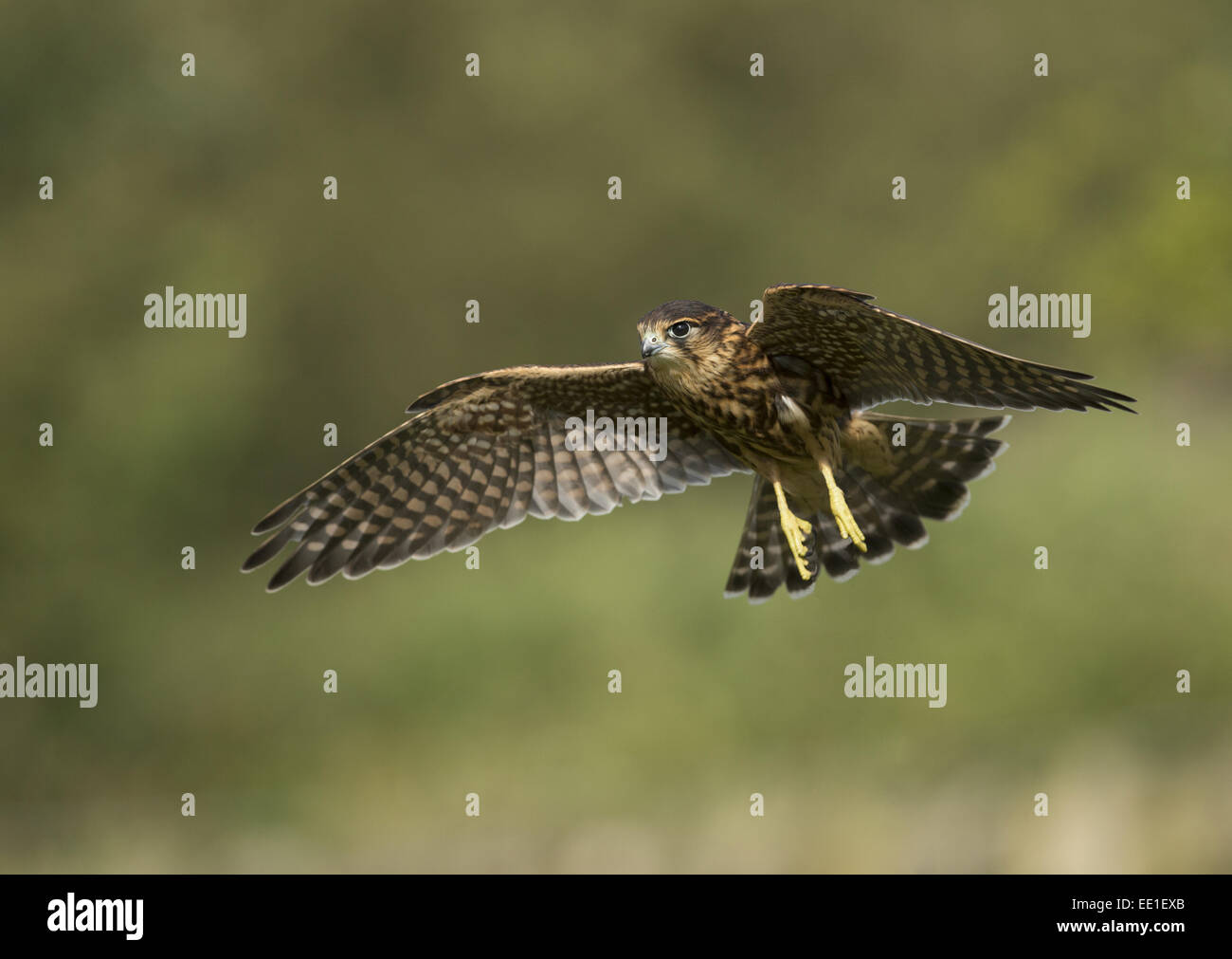 Merlin (Falco columbarius) juvenile male, in flight, Peak District N.P ...